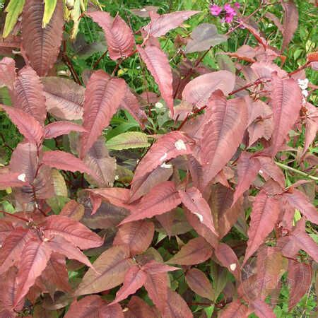 Горец мелкоголовый Ред Драгон (Persicaria microcephala Red Dragon ...