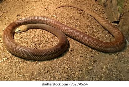 296 Taipan Bilder, Stockfotos und Vektorgrafiken | Shutterstock