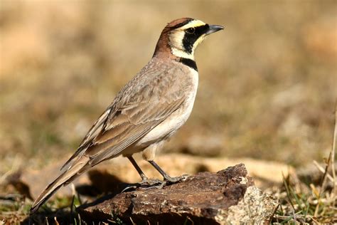 Рогатый жаворонок — Eremophila alpestris / Статьи / Птицы Европы