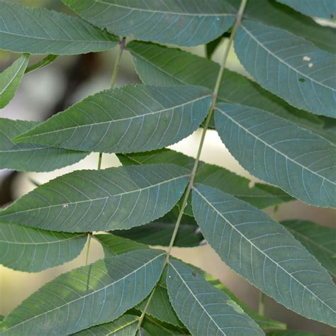 Black Walnut Leaf