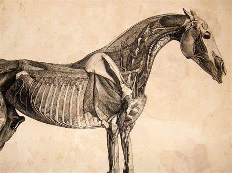 Animal anatomy