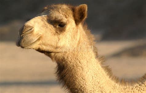 Camel stock photo. Image of animal, muzzle, dromedary - 13013306