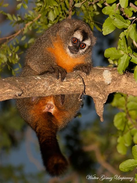 Mirikiná (Aotus azarae) - EcoRegistros