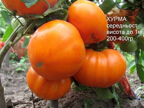 Томат хурма: характеристика и описание сорта, урожайность и выращивание ...