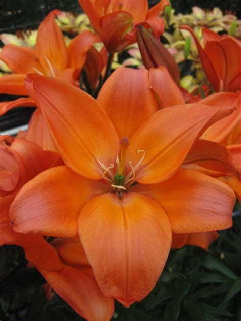 Лилия азиатская Изи Лав Lilium аsiatic hybrid Easy Love - купить ...