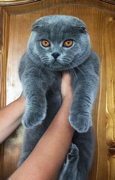Голубая вислоухая кошка (40 фото) https://cojo.ru/zhivotnye/golubaya ...