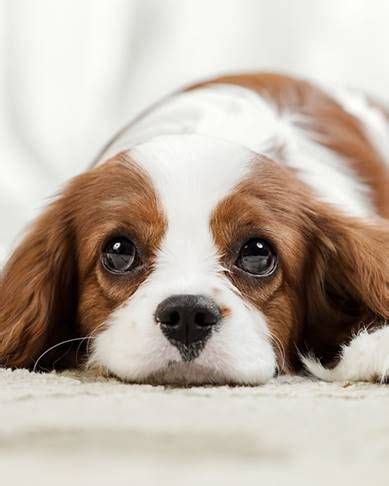 Top 20 Irresistibly Cute Dog Breeds Worldwide