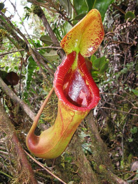 Nepenthes lowii - Wikipedia | Carnivorous plants, Unusual plants ...