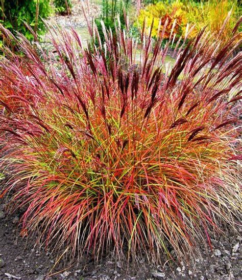 Miscanthus sinensis 'Red Chief' | Plants, Grasses garden, Ornamental ...
