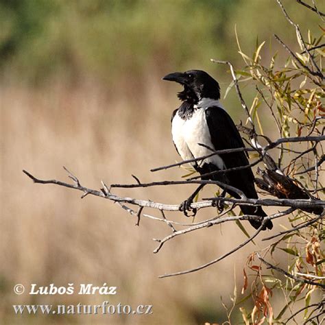 Corvus albus Pictures, Pied Crow Images, Nature Wildlife Photos ...