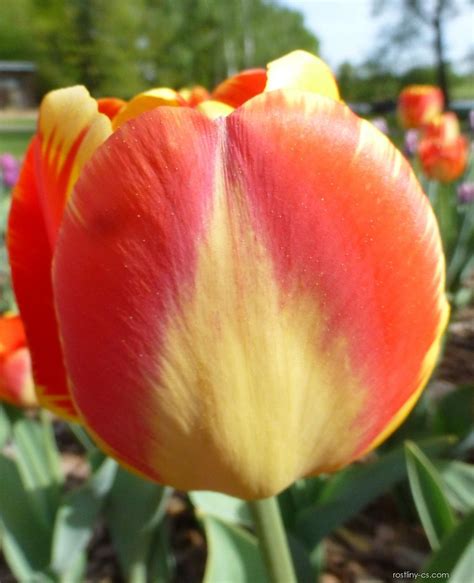 Tulipán - Tulipa Banja Luka, květy, květenství | Rostliny-cs.com