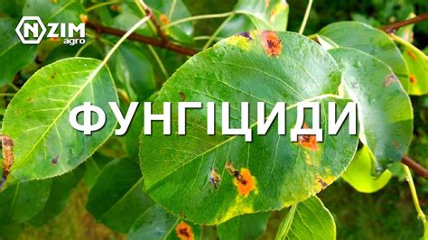 Біологічні фунгіциди