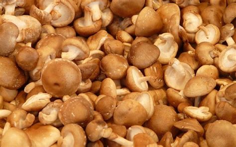 The properties of Shiitake, Reishi and Maitake mushrooms - JournalNow