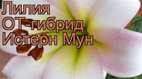 Лилия от-гибрид Истерн Мун 🌿 обзор: как сажать, луковицы лилии Истерн ...