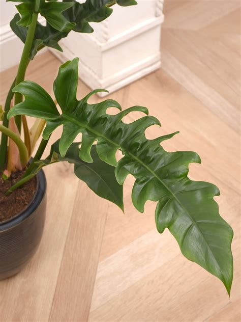 Philodendron Narrow escape kaufen