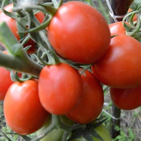 Томат Рио Гранде - Lark Seeds купить с доставкой по почте