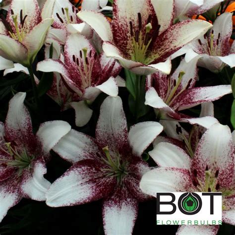 Sweet Zanica – Bot Flowerbulbs