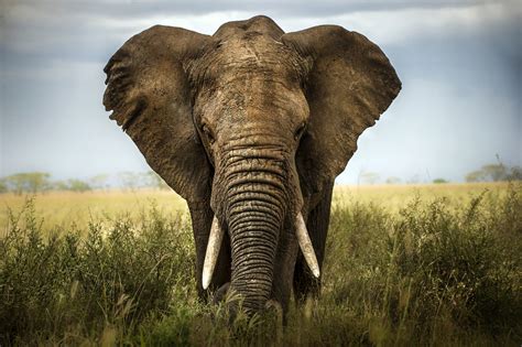 'The Ivory Game' reveals the real cruelty of the ivory trade - Earth.com