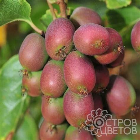 Актинидия Ananasnaya | Купить саженцы почтой, недорого
