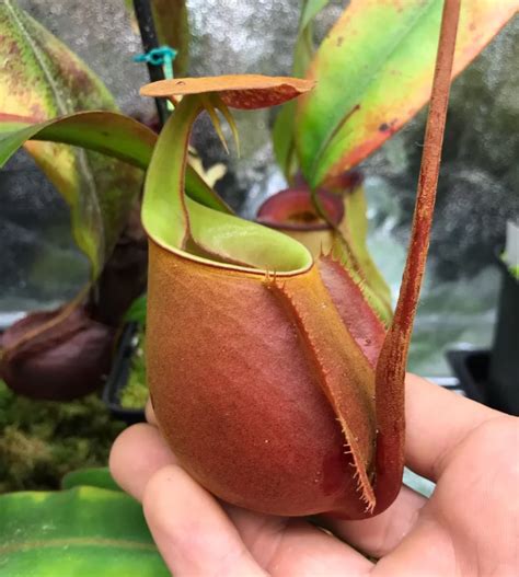 Nepenthes bicalcarata: Carnivorous Beauty and Cultivation