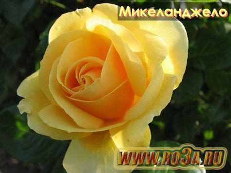 Роза Микеланджело (Michelangelo) :: Ro3a.ru