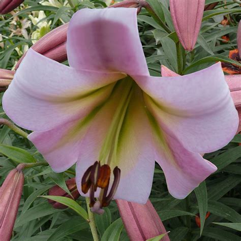 Buy Lilium Eastern Moon at jparkers.co.uk