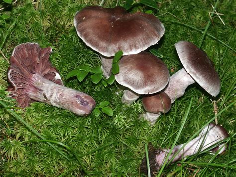 Fungus Gallery :: Telamonia :: MINA0361