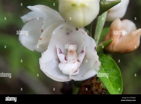 Peristeria elata hi-res stock photography and images - Alamy