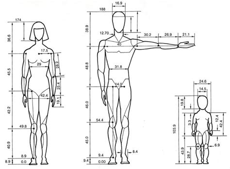 Копилка рукодельных идей и мк: Пропорции человека | Human anatomy ...