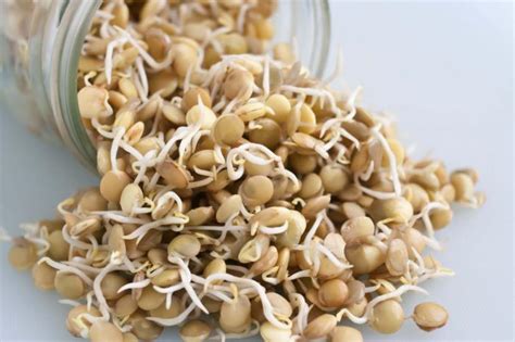 Как использовать пророщенные зерна? Способы проращивания. Как ...