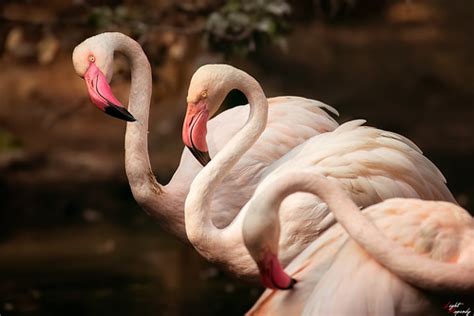 Flaman | Soltanto chi non ha più curiosità d'imparare, è vec… | Flickr