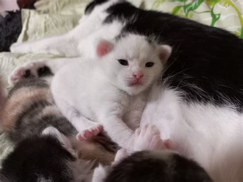 Котятам 18 дней | Пикабу