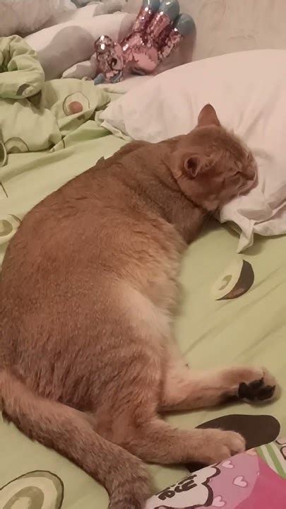 Вместе спим на кровати 🧡😺💤 - YouTube