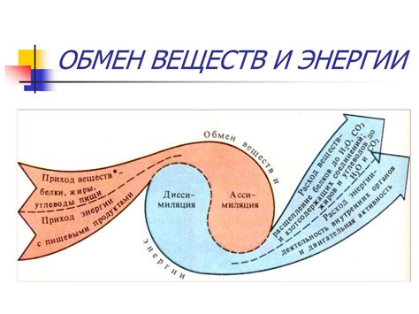 Обмен веществ - презентация онлайн