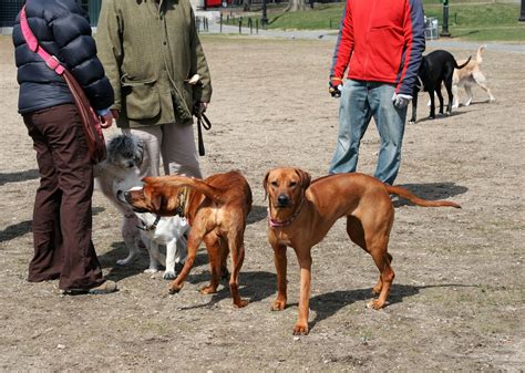 Urban Dogs - Wild Law