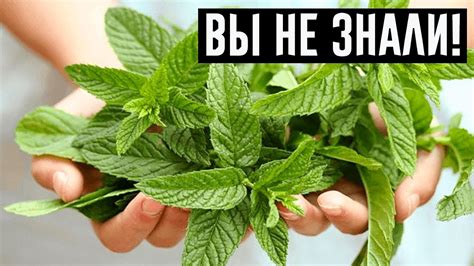 Чай из мяты способствует похудению! И еще несколько причин, почему ее ...