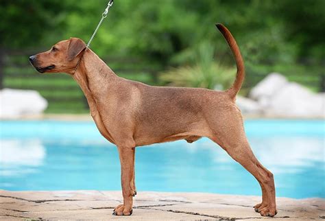 German Pinscher Male Din » Aritaur Gunga Din In Calvaxar