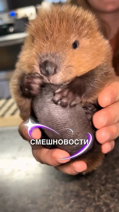 Смешновости 9 - для хорошего настроения! 🥰 #истории #история #новости # ...