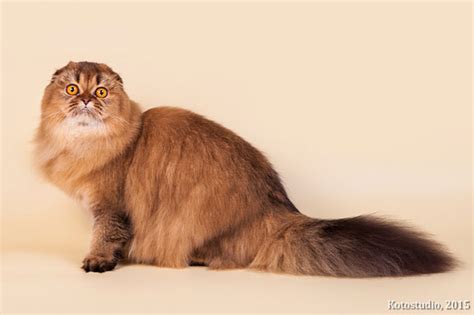 Виды шотландских вислоухих кошек
