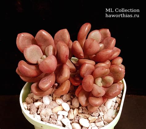 Graptopetalum 'Avant-Garde' (Граптопеталум 'Авангард' - купить в ...
