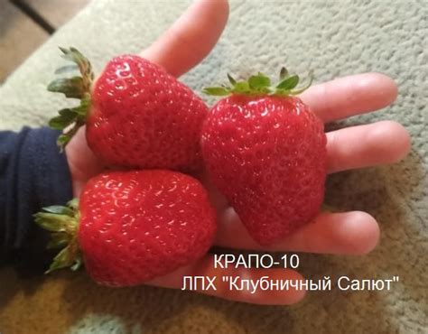 Клубника Крапо 10 Фото – Telegraph