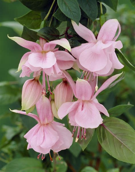 Fuchsia 'Pink Galore' (d) | fuchsia 'Pink Galore' Shrubs/RHS