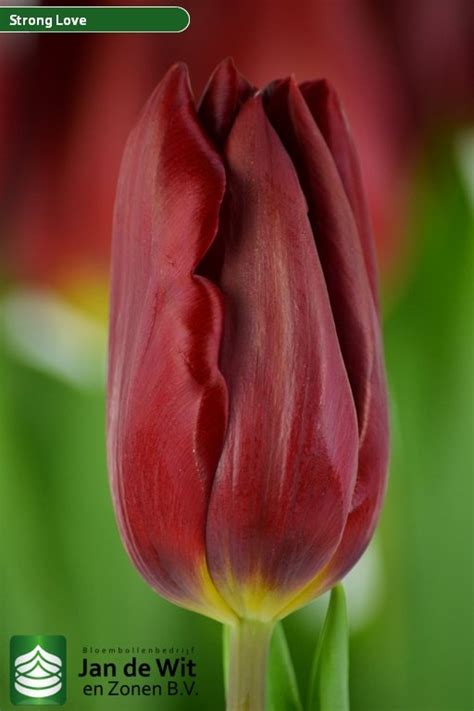 Strong Love ® | Tulp | Jan de Wit en Zonen B.V.