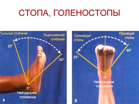 Прикладная кинезиология. Мануальное мышечное тестирование - презентация ...