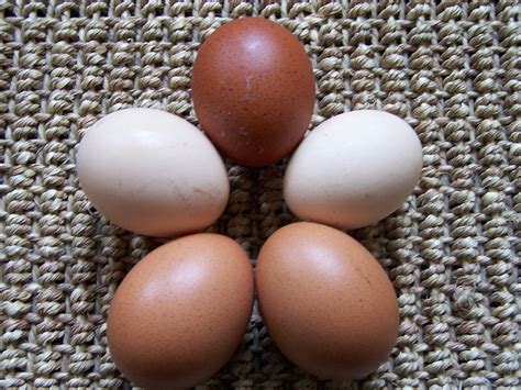 Egg Star | Eggs laid today on the 1st of May. Laid by THESE … | Flickr