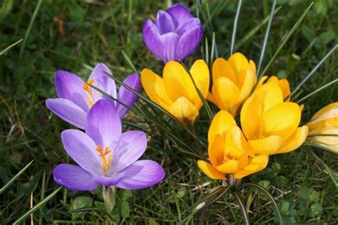 Крокусы (70 фото) - виды, уход и выращивание