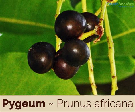 Pygeum facts and health benefits