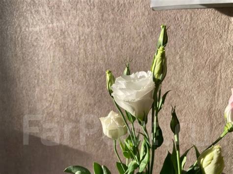 Эустома (рассада ), новый, в наличии. Цена: 150₽ во Владивостоке