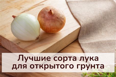 Выбираем семена лука для открытого грунта