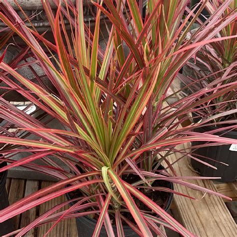 Drachenbaum 'Tricolor' (Dracaena marginata 'Tricolor') - PictureThis